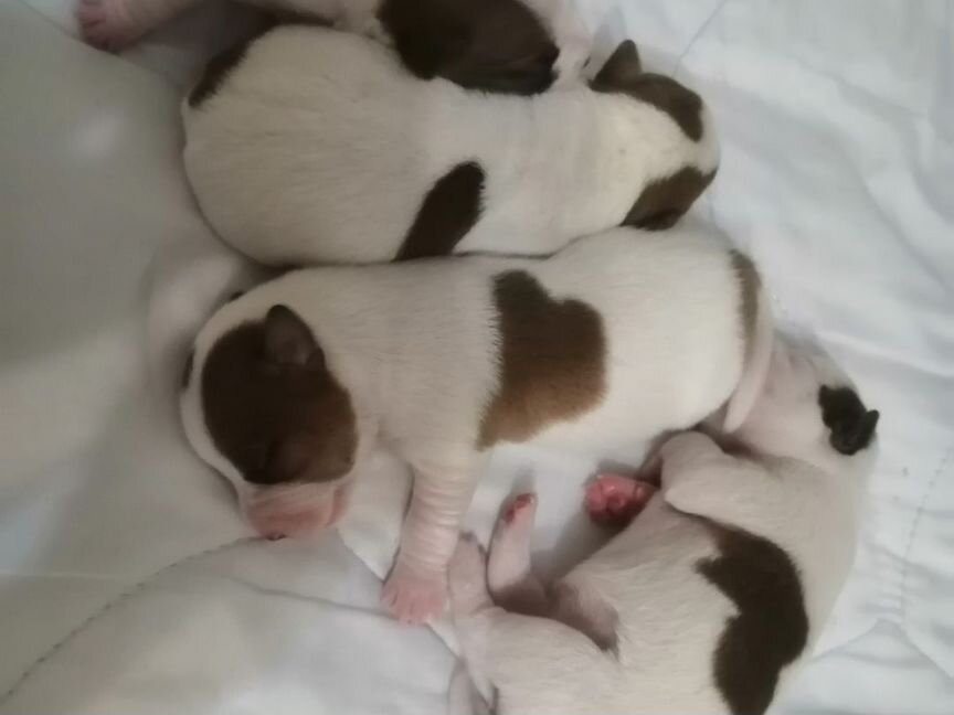 Джек рассел терьер