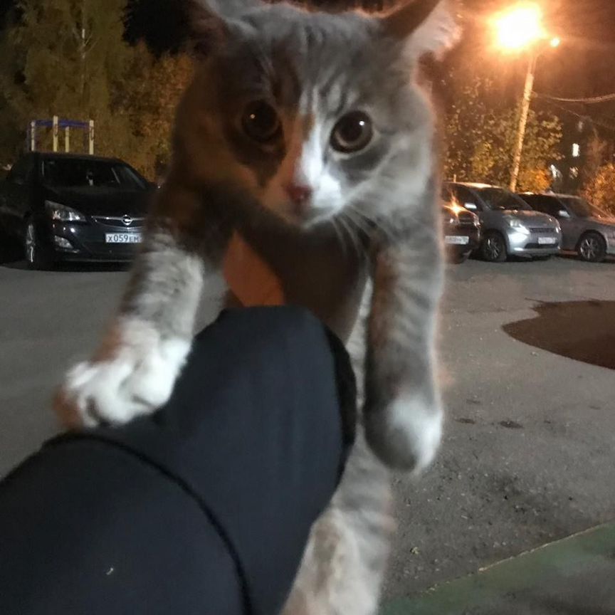 Котенок в добрые руки, 4-5 мес