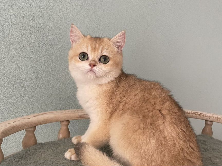 Мальчик золотая шиншилла ny12