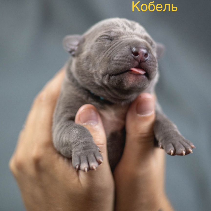 Щенки Прайтер