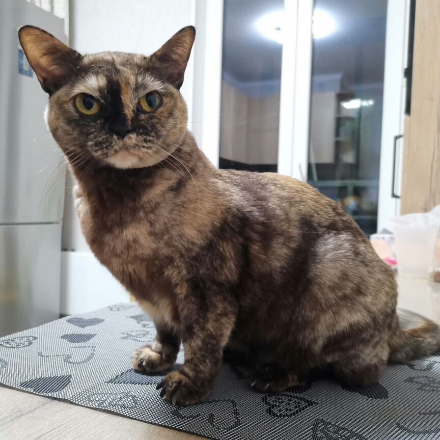 Бурманская кошка в хорошие руки