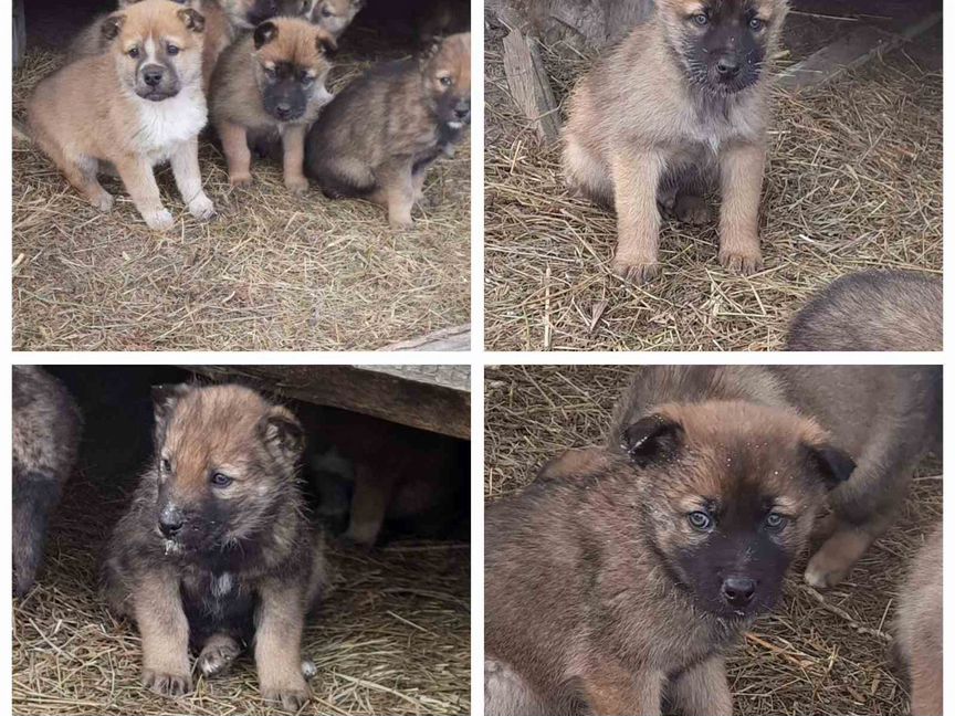 Малыши ищут дом (6 мальчиков и 1 девочка)