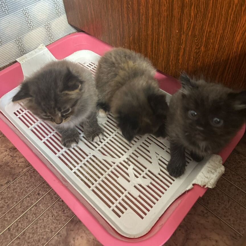 Котята в добрые руки бесплатно