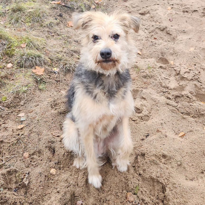 Взрослая собака в добрые руки