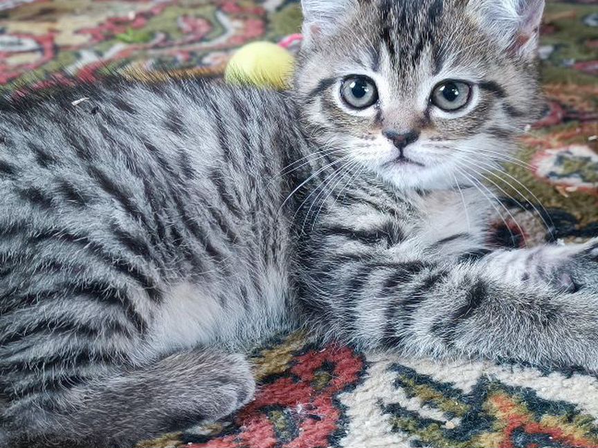 Кошка помесь шотландской