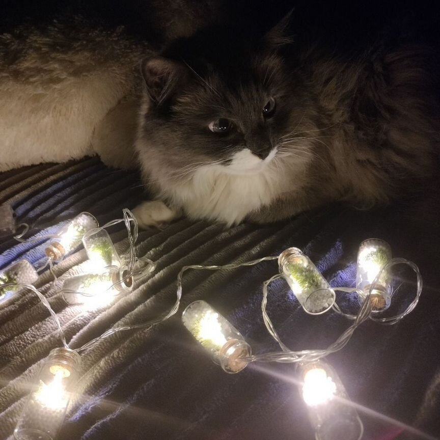 Отдам кота в добрые руки