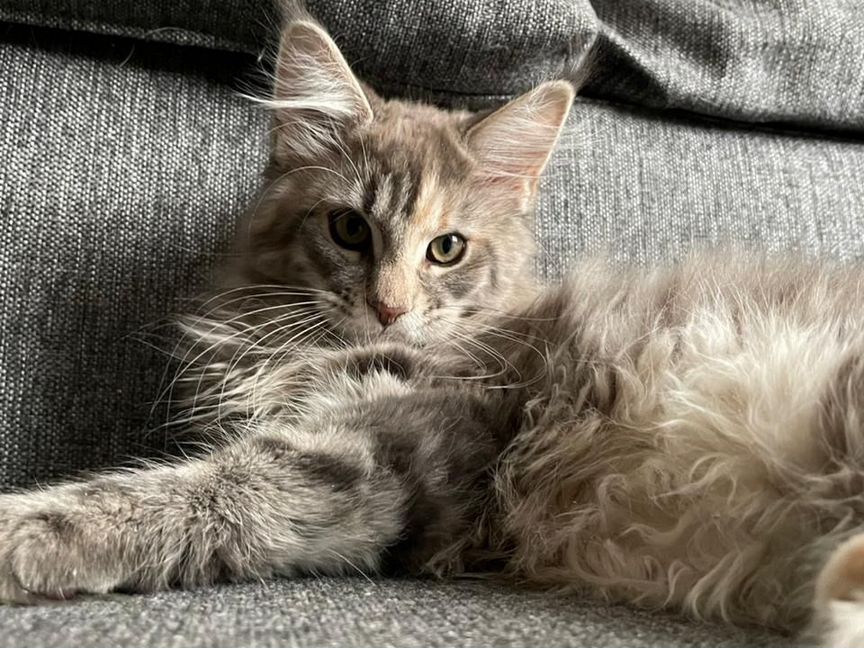 Кошки майкун