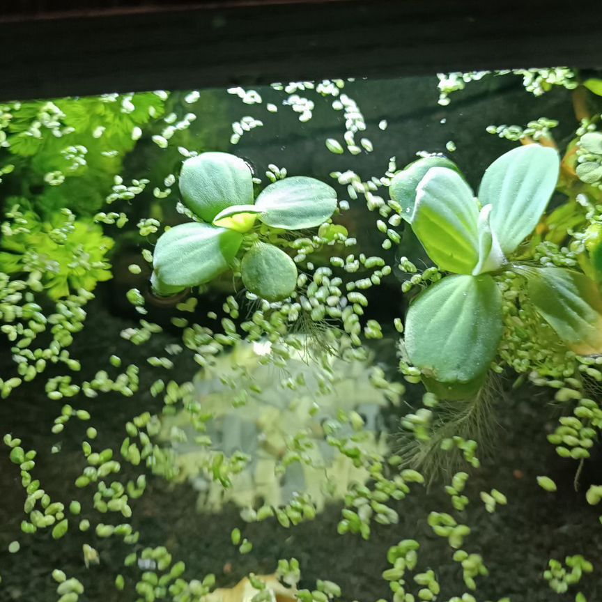 Пистия. Верхоплавка. Аквариумное растение