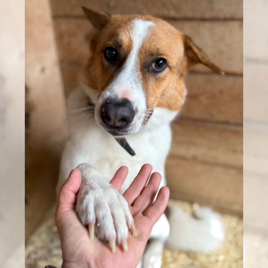 Взрослый пёс в добрые руки