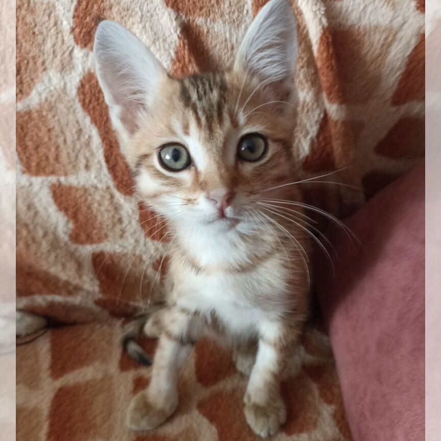 Отдам котенка в добрые руки