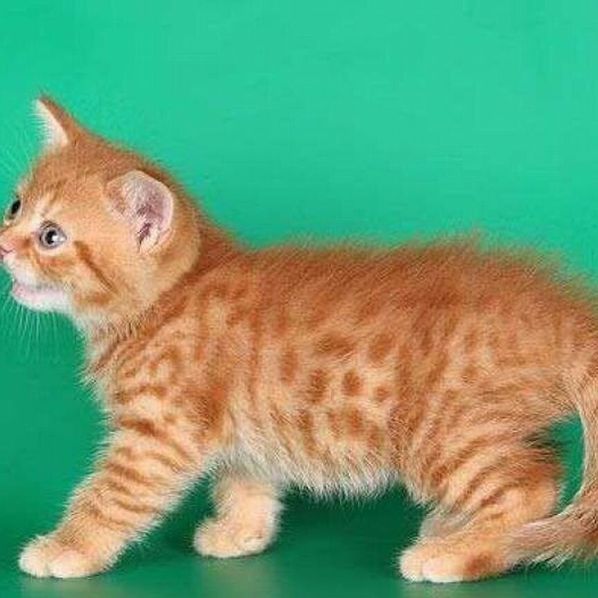 Британский рыжий котик