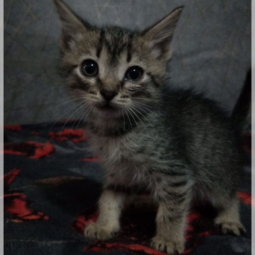 Мейн-кун котёнок