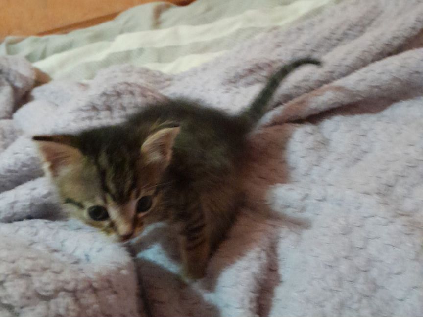 Кошка