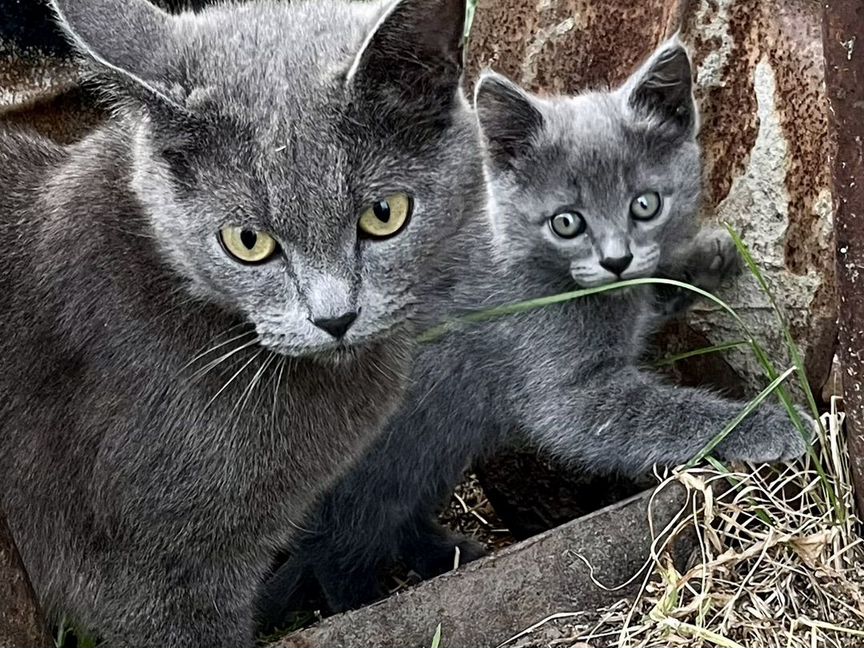 Котенок беспородный