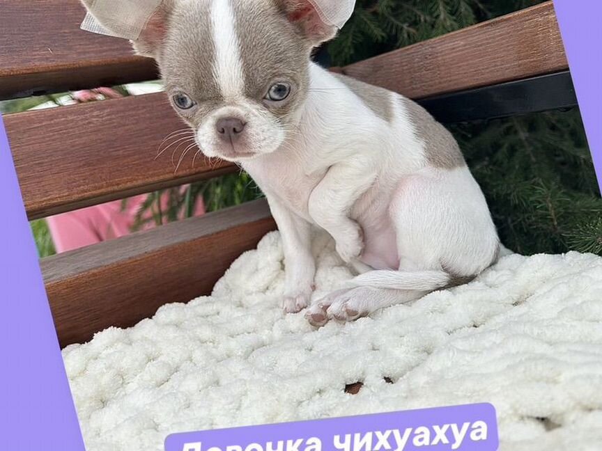 Чихуахуа Лиловая Клементина