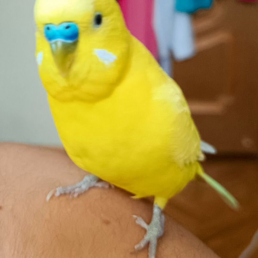 Волнистый попугай Жак