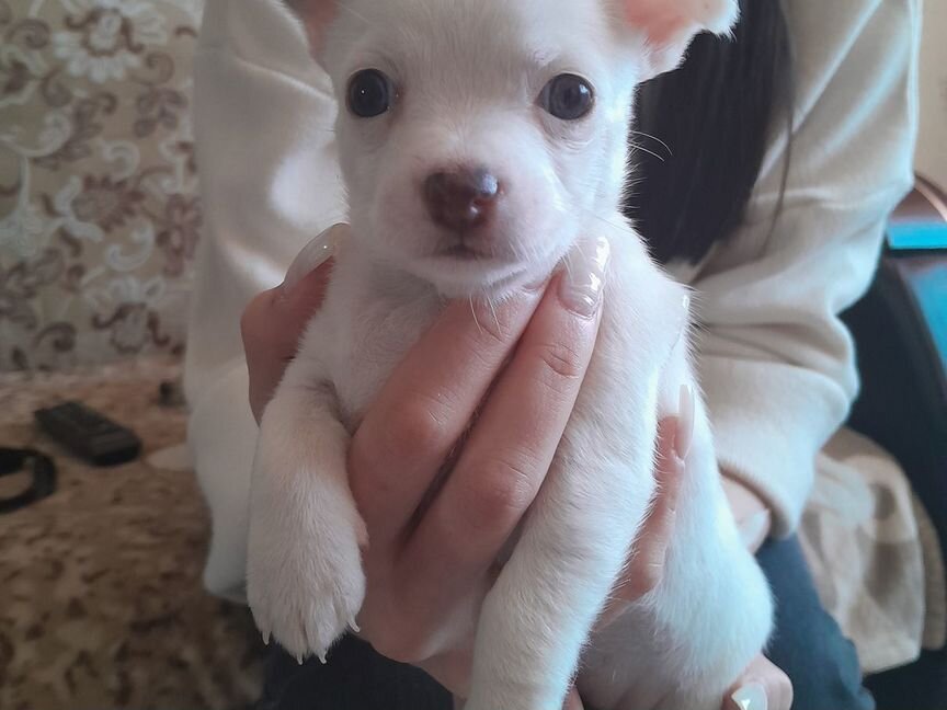 Щенок Чихуа-хуа