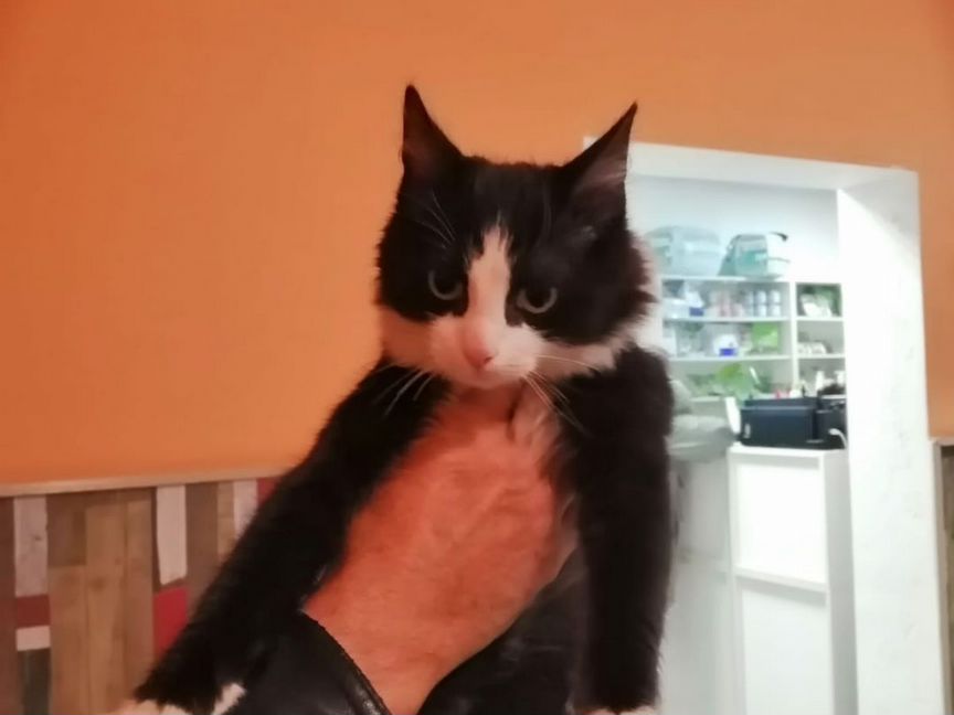 Котёнку нужен дом или передержка за еду