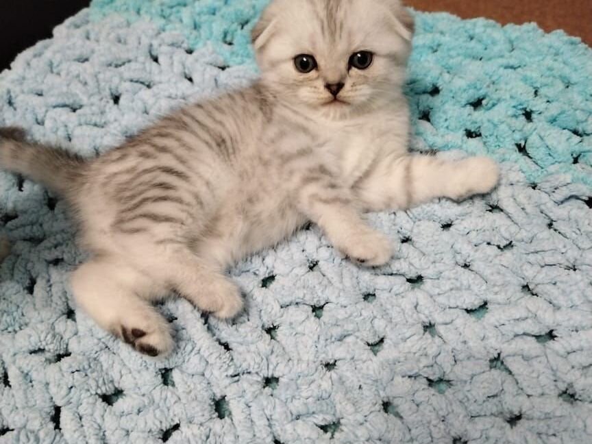 Шотландские котята