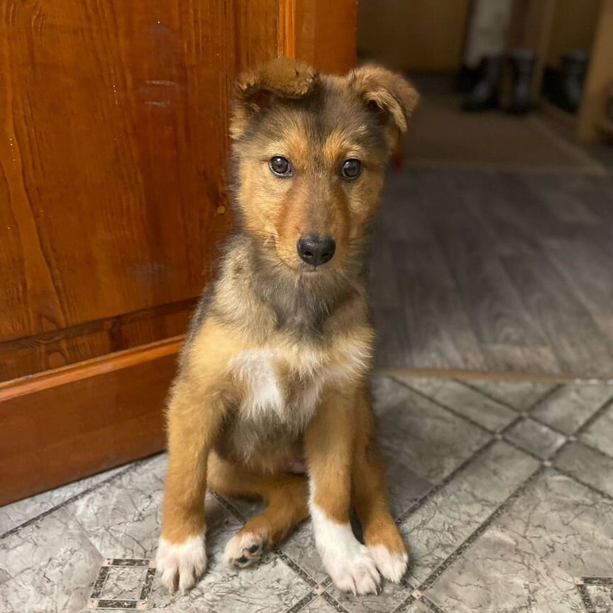 Щенок девочка в добрые руки от невысокой мамы