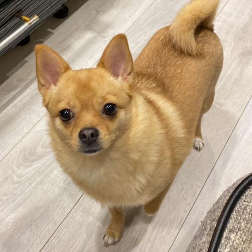 Вязка чихуахуа девочка