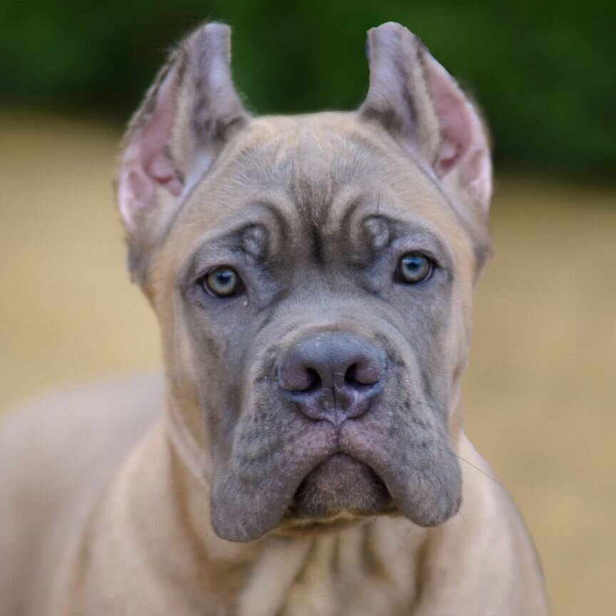 Кане-корсо, щенок