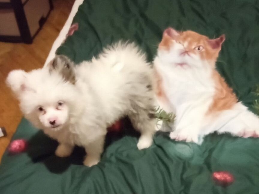 Продаётся щенок померанского шпица мерле