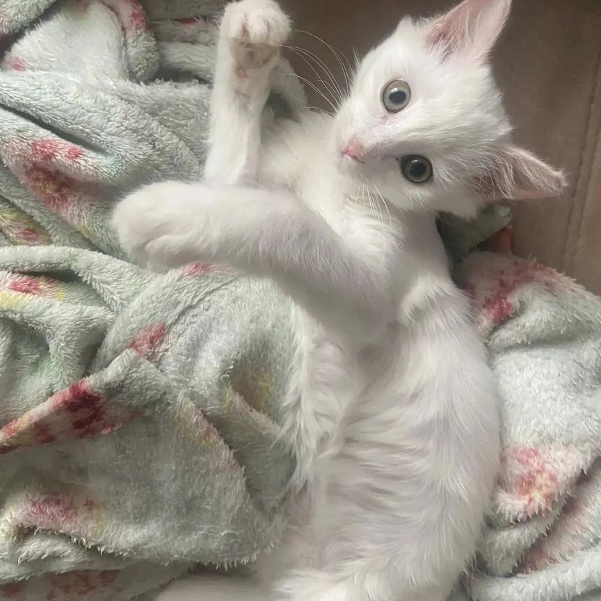 Котёнок в добрые руки