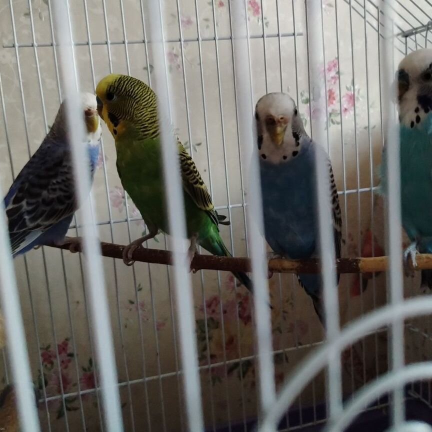 Волнистый попугай