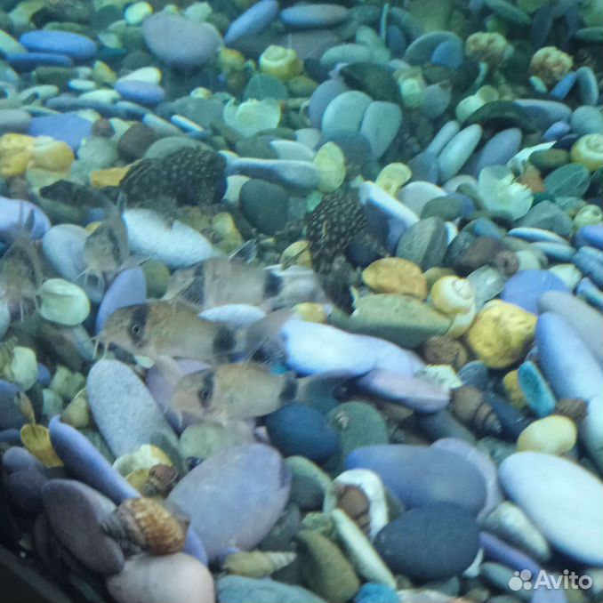 Сомики коридорасы 3 шт