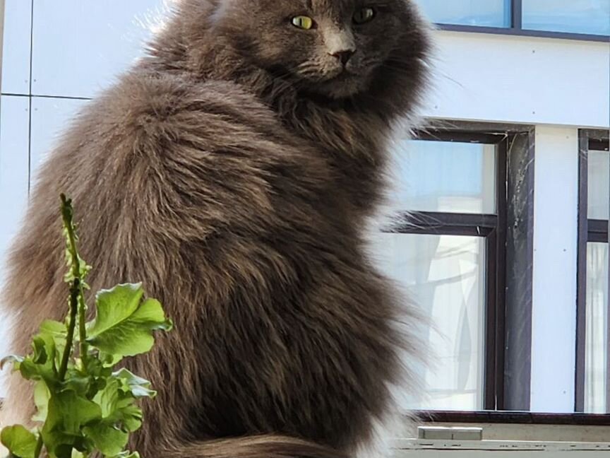 Кошка Нибелунг