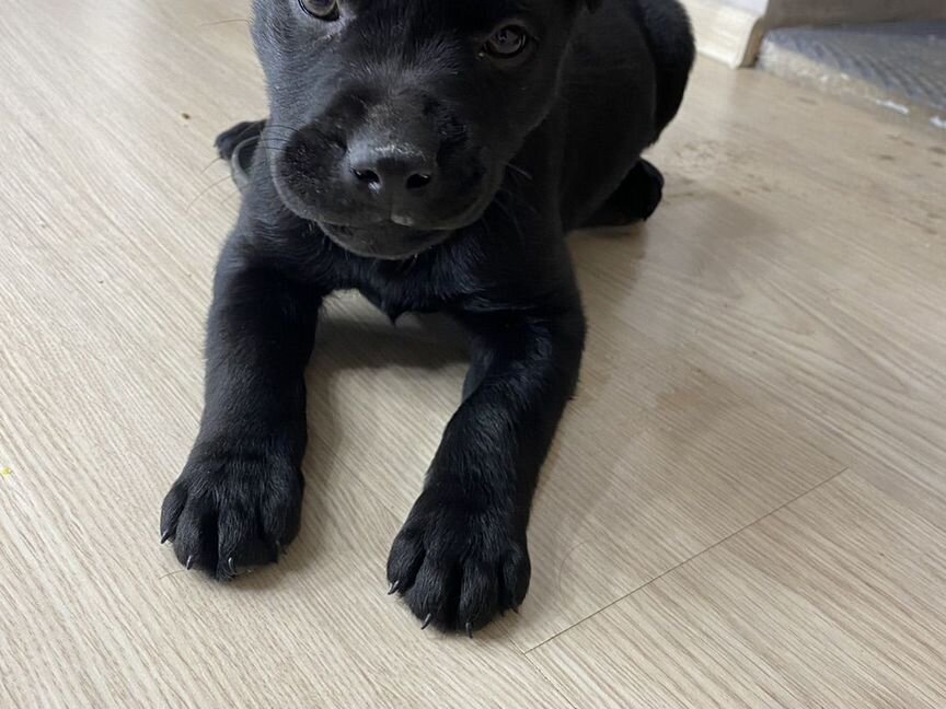 Щенок в добрые руки бесплатно