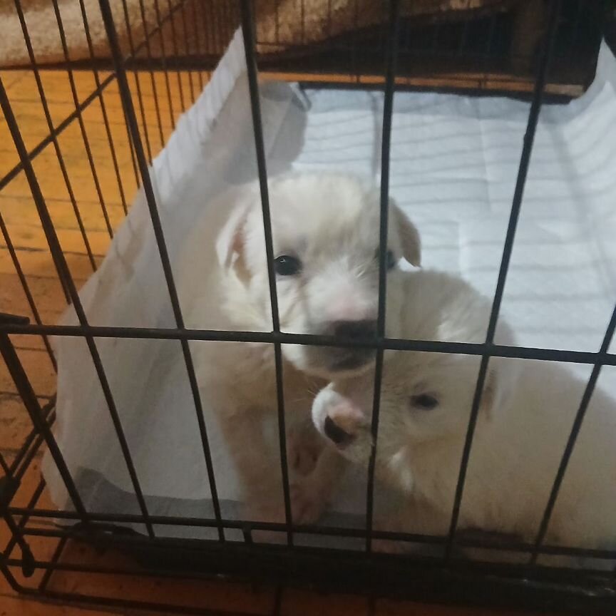 Щенок в добрые руки