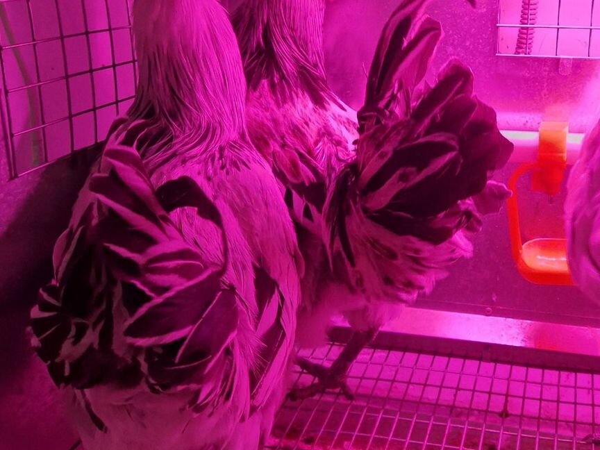 Петушки Лакеданзи серебро и Ухейилюй