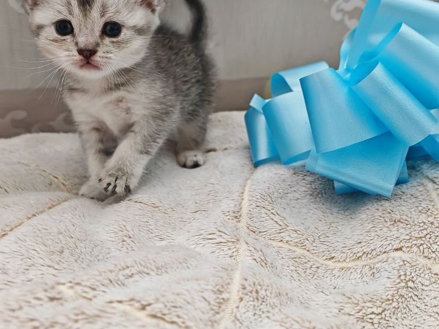 Шотландские котята