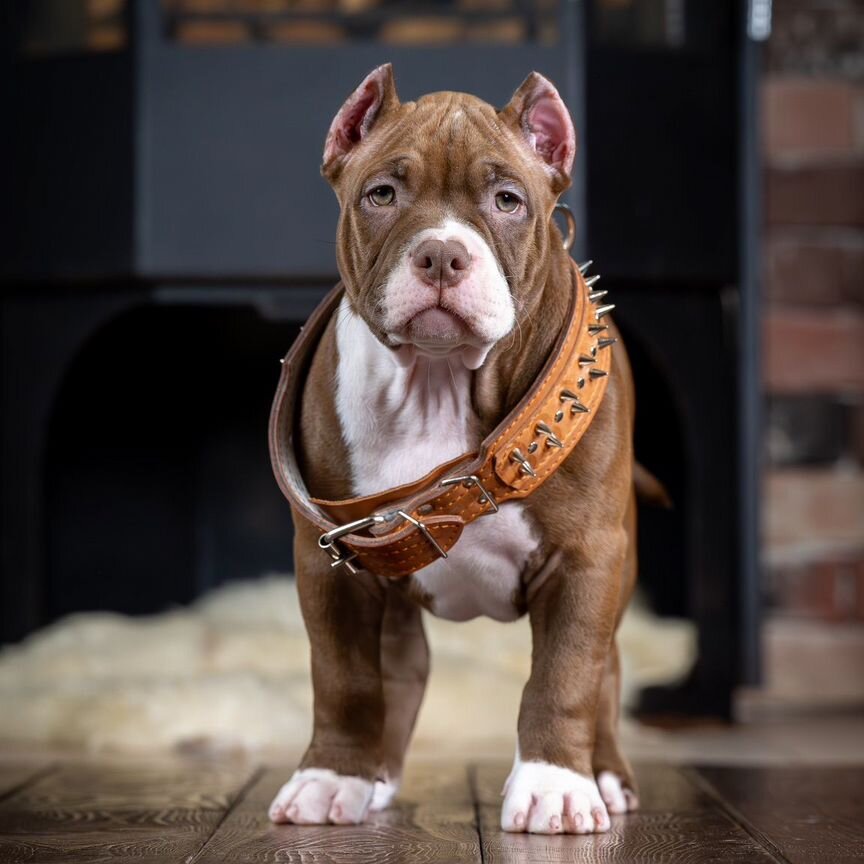 Щкнок Американский Булли