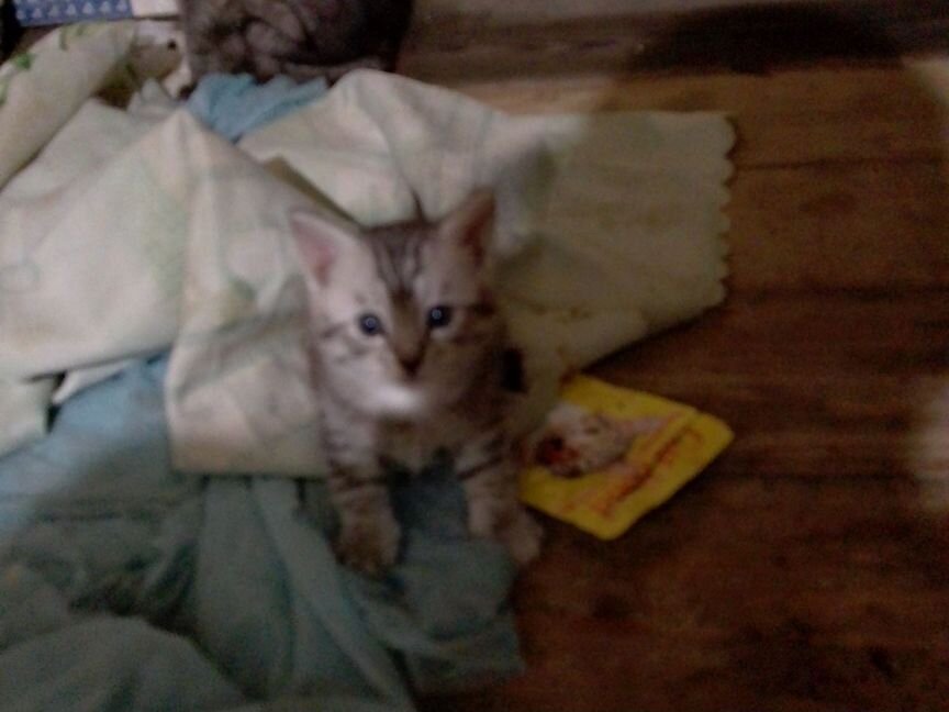 Отдам. 3.котят.крысоловы красивые. Умные