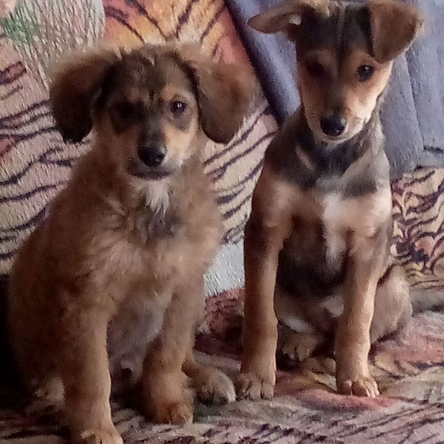 Щенок в добрые руки