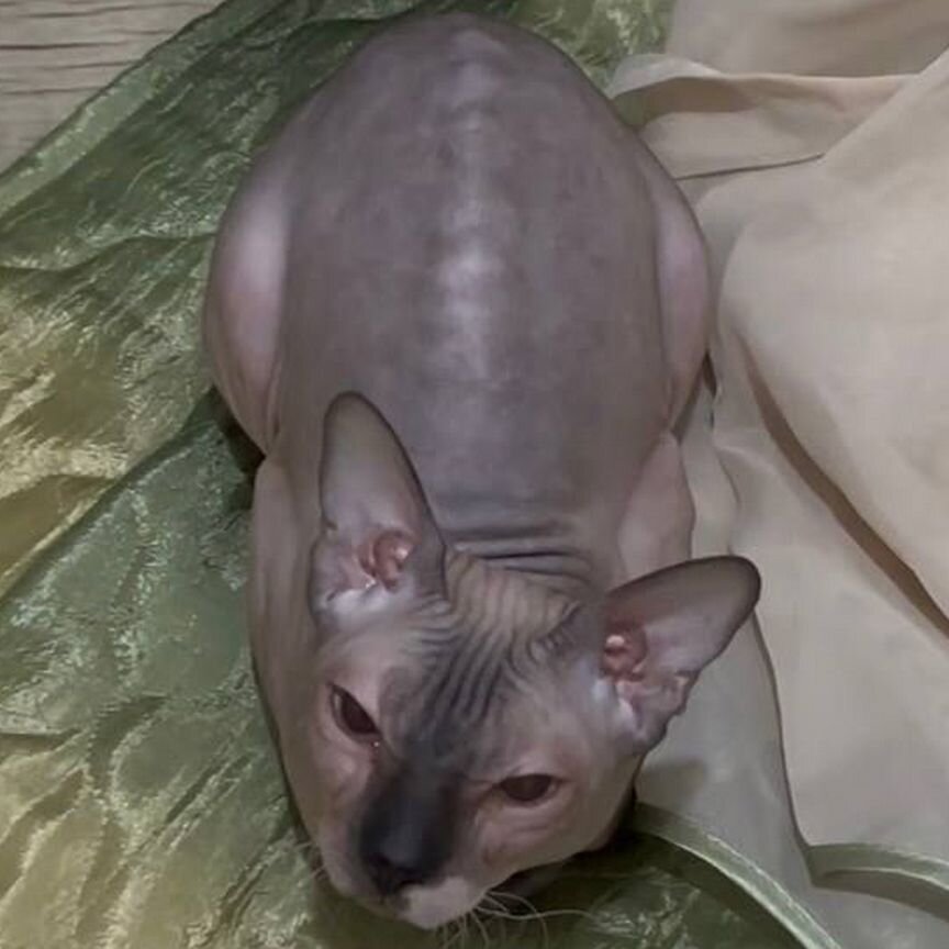 Канадский сфинкс котёнок