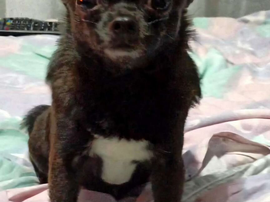 Чихуахуа вязка