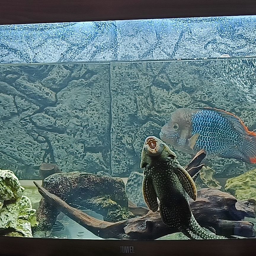 Сом птеригоплихт