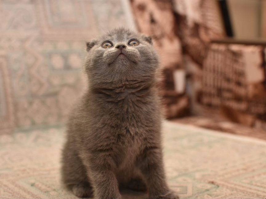 Шотландский котёнок