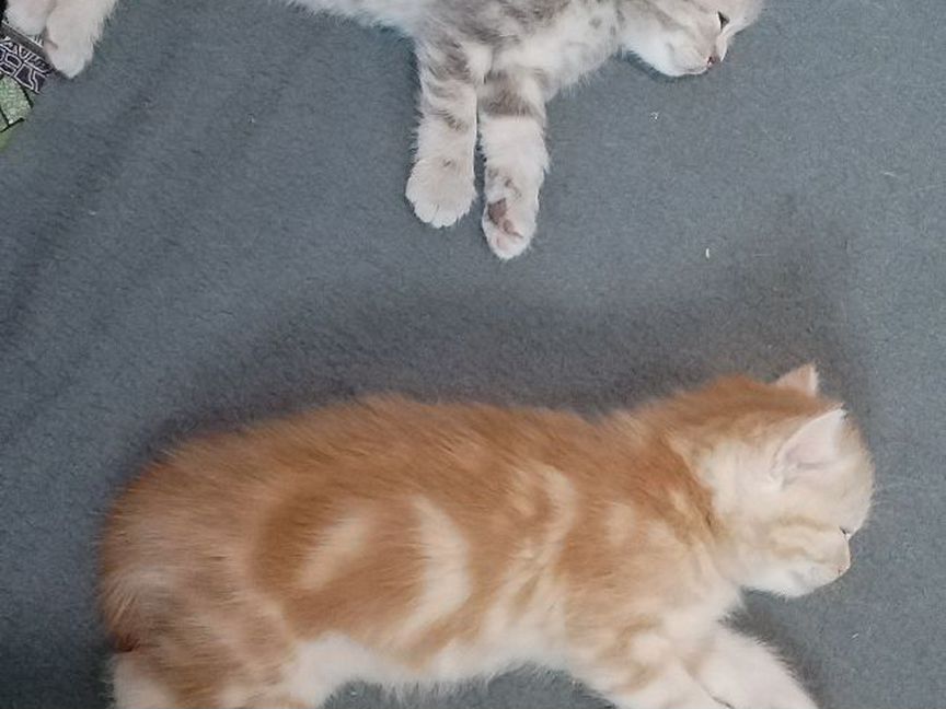 Шотландская вислоухая кошка