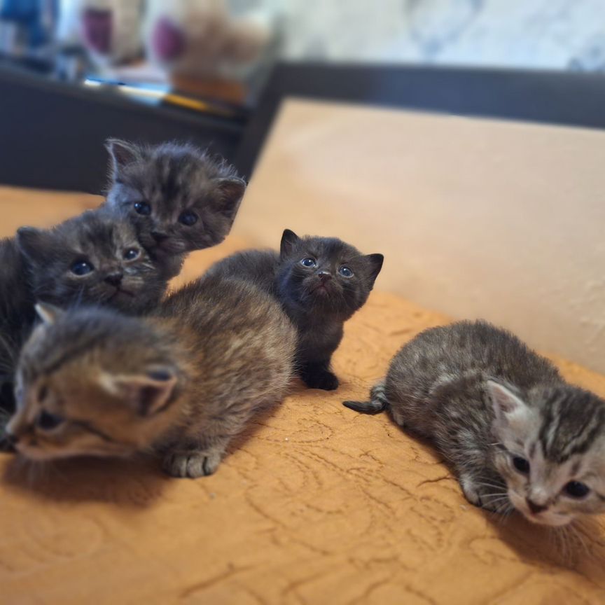 Котята в добрые руки бесплатно 3 девочек,2 мальчик