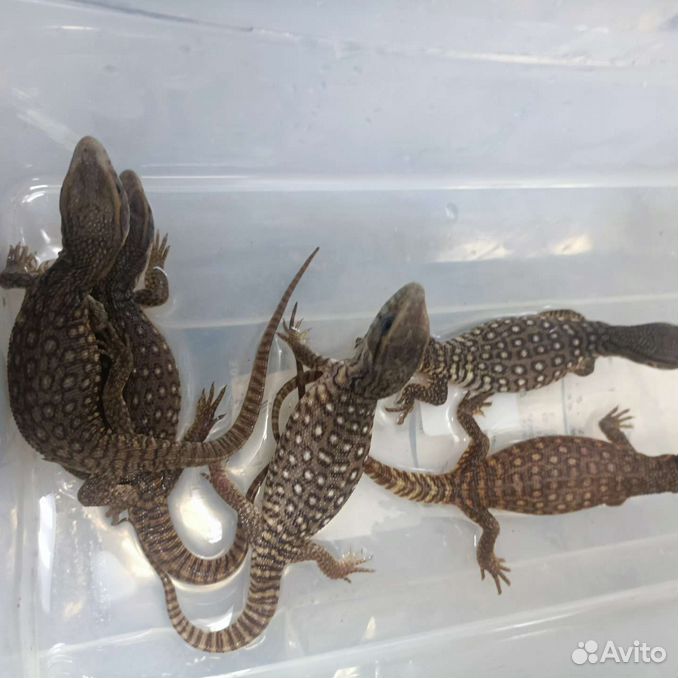 Ящерицы капские