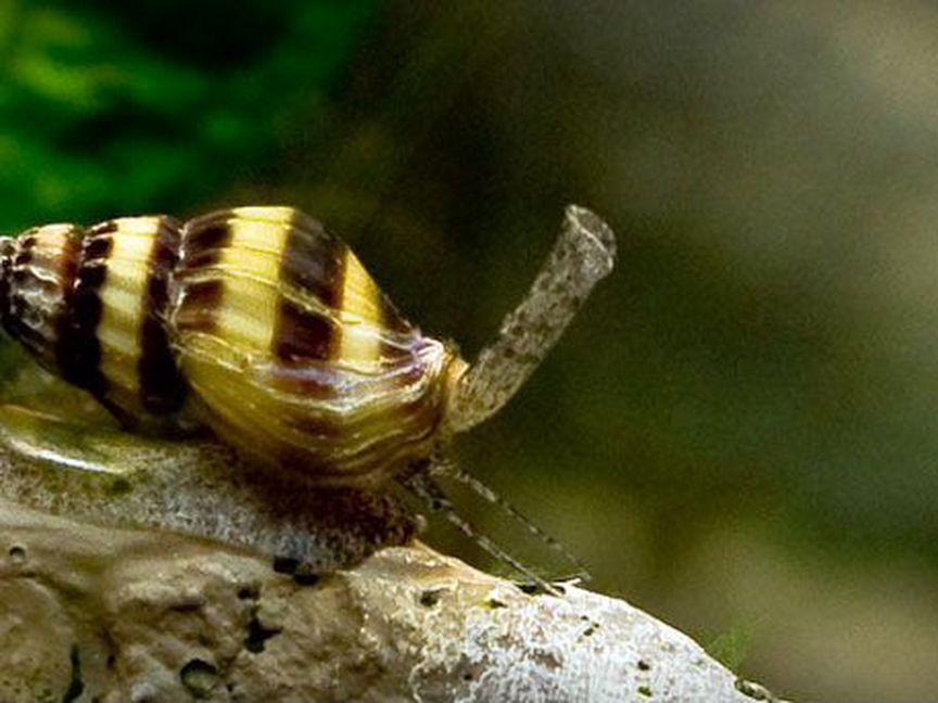 Улитка Хелена