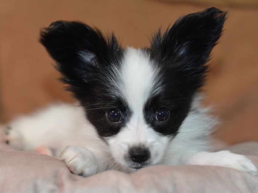 Продам двух мальчиков папийонов