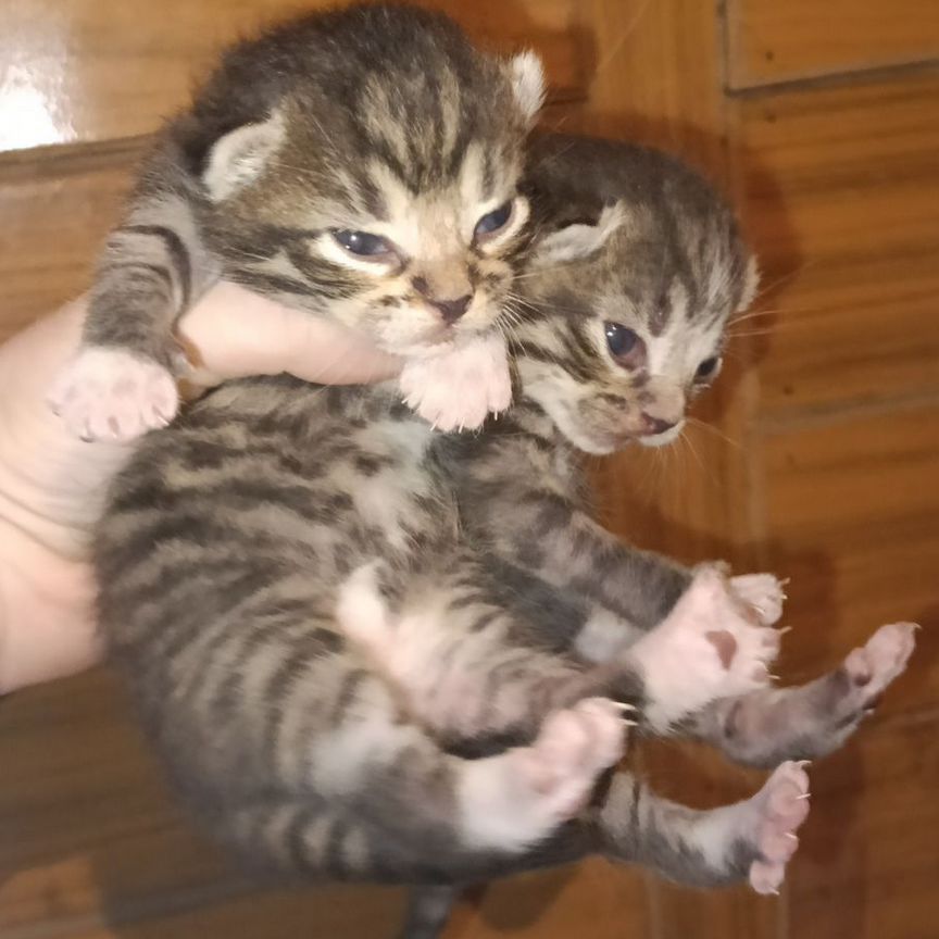 Котята в добрые руки
