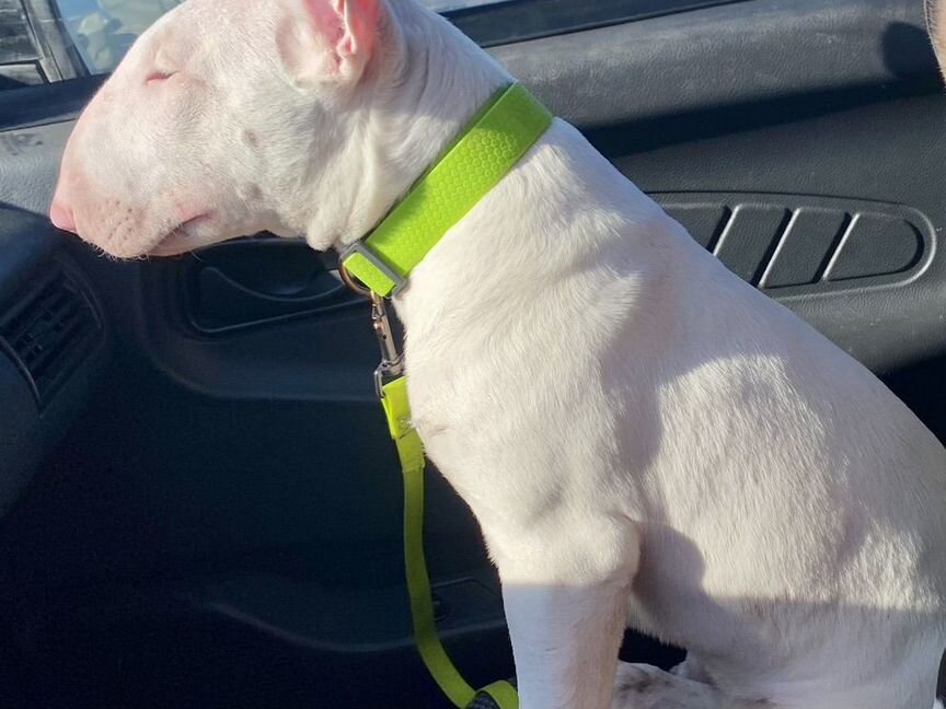 Бультерьер