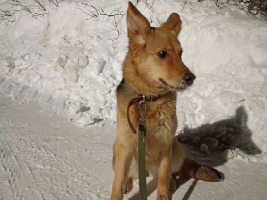 Лаура в добрые руки